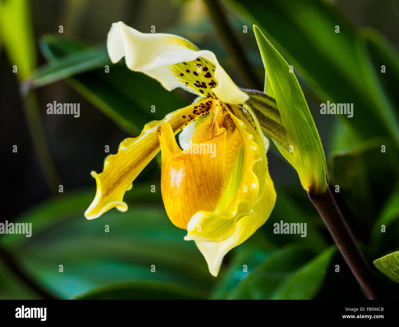 Closeup of a beautiful yellow Lady's Slipper Orchid Stock Photo - Alamy