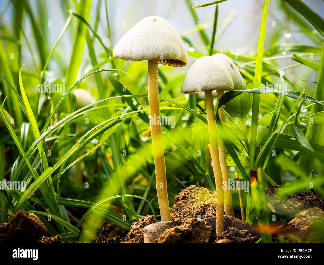 Ground growing fungi hi-res stock photography and images - Alamy