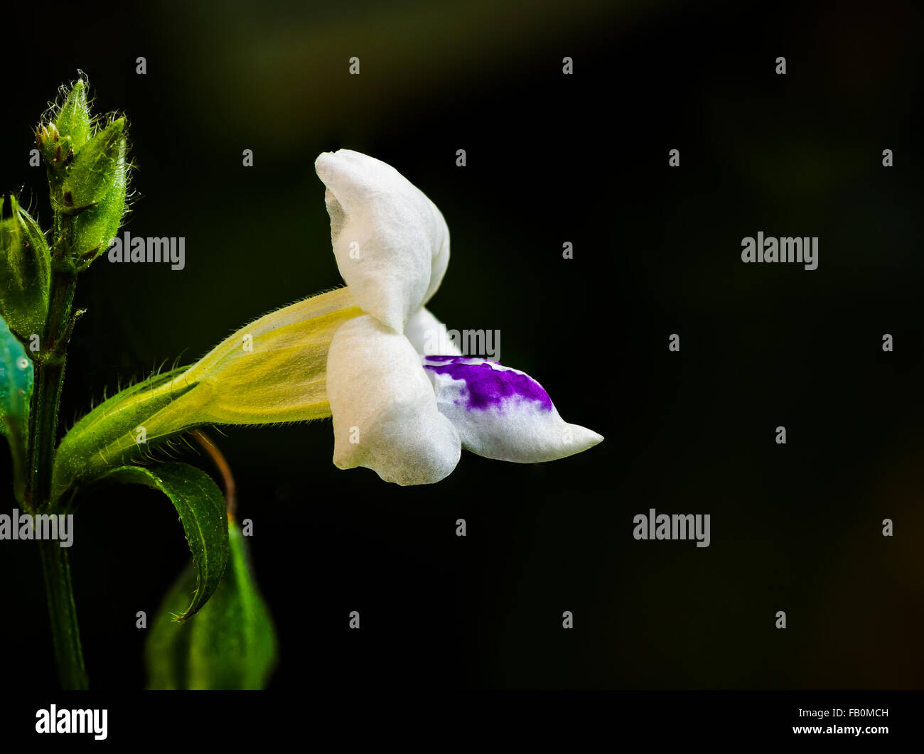 Black forest flower hi-res stock photography and images - Alamy