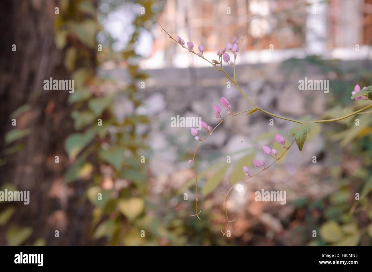 Soft white spring blossoms against a pink blossom background Stock ...
