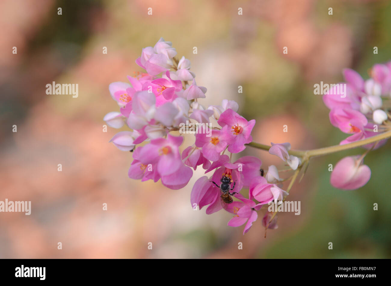 Soft white spring blossoms against a pink blossom background Stock ...