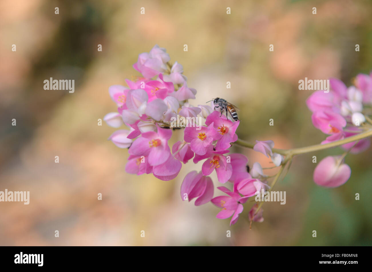 Soft white spring blossoms against a pink blossom background Stock ...