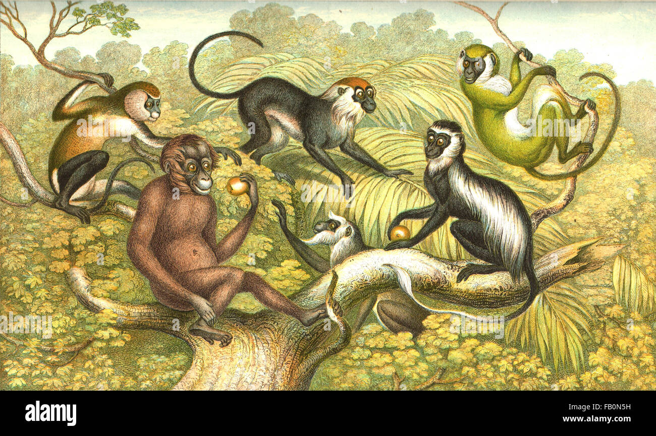 Primate types Colour Engraving Circa 1874 Stock Photo - Alamy