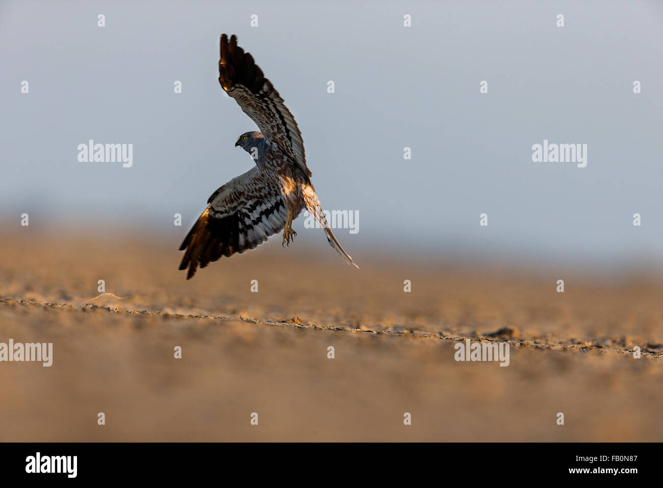 Harrier bird birds hi-res stock photography and images - Alamy