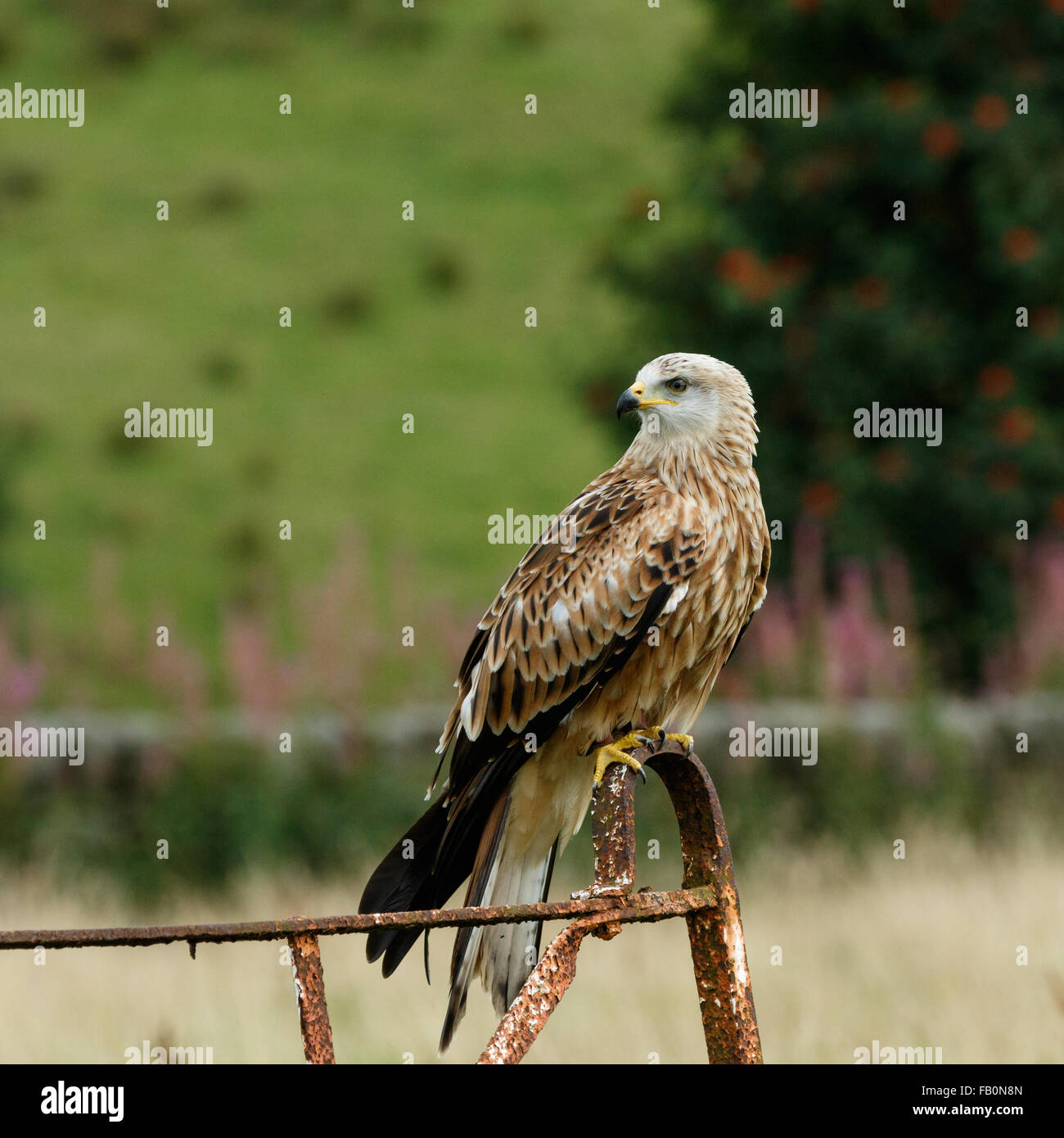Captive red kite hi-res stock photography and images - Alamy