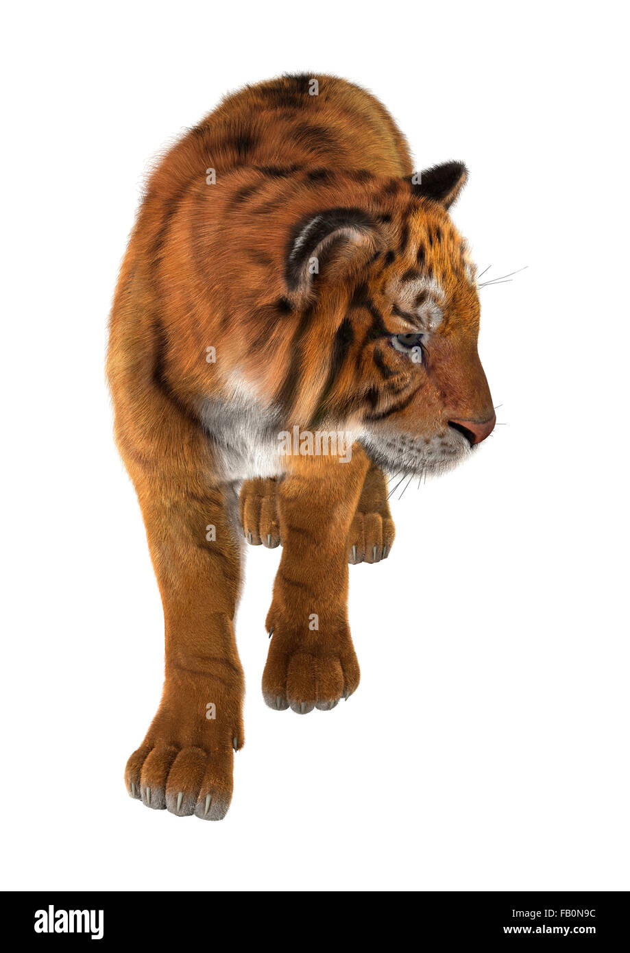 3D digital render of a big cat tiger isolated on white background Stock ...