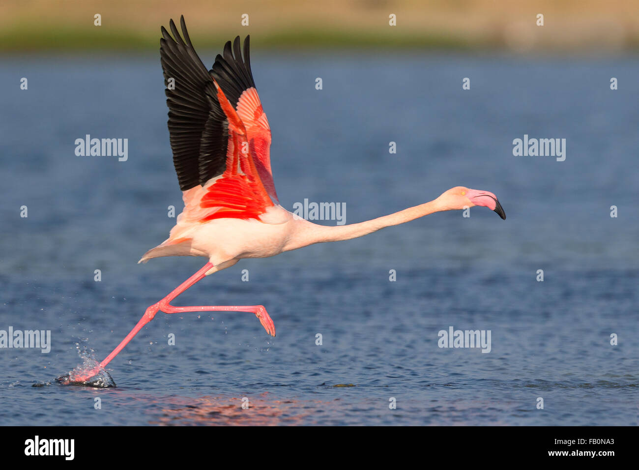Greater Flamingo (Phoenicopterus roseus), Adult taking off, Salalah ...