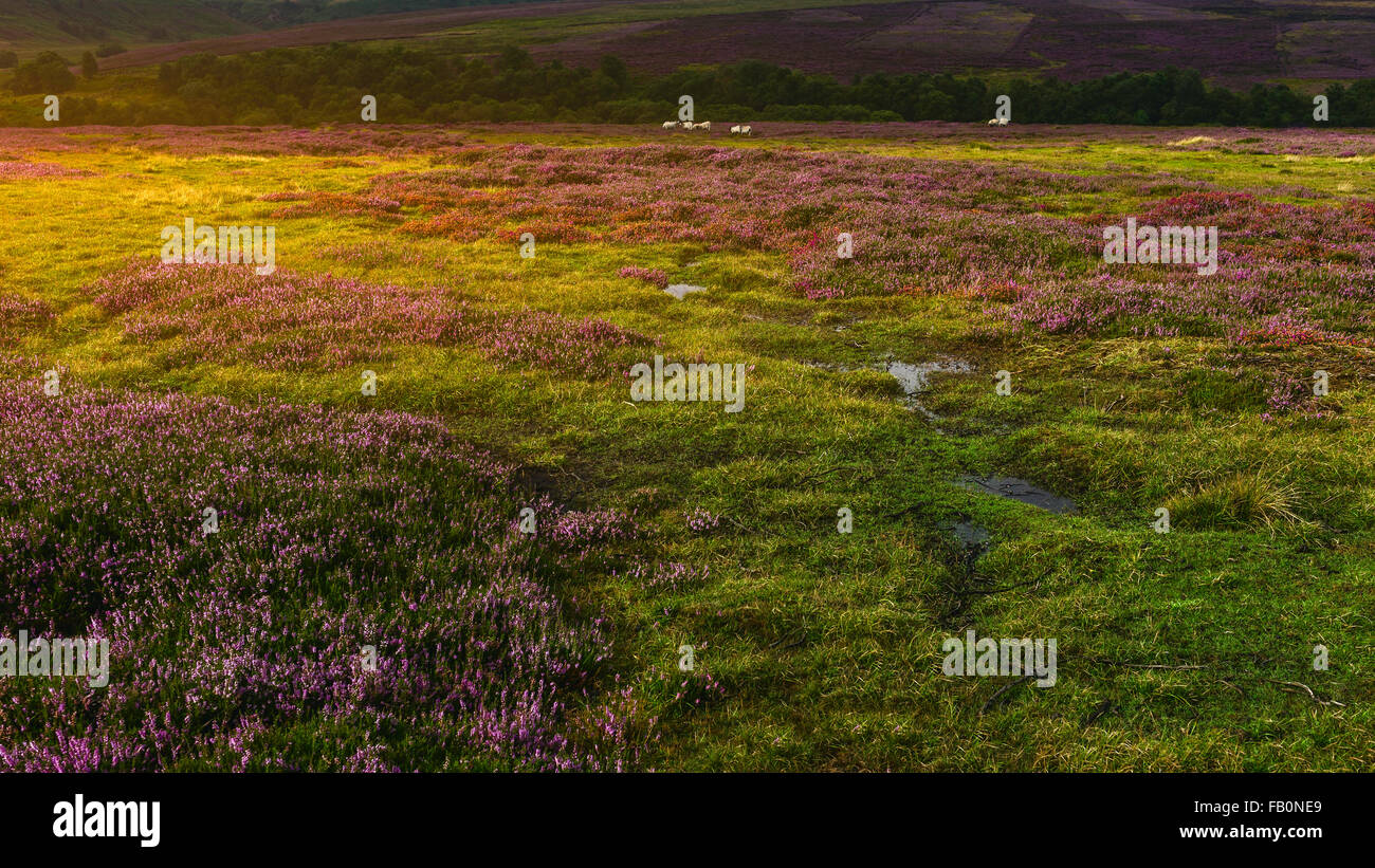 Heather bloom hi-res stock photography and images - Alamy