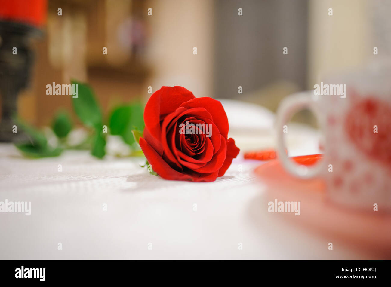 very nice red rose on white table Stock Photo - Alamy