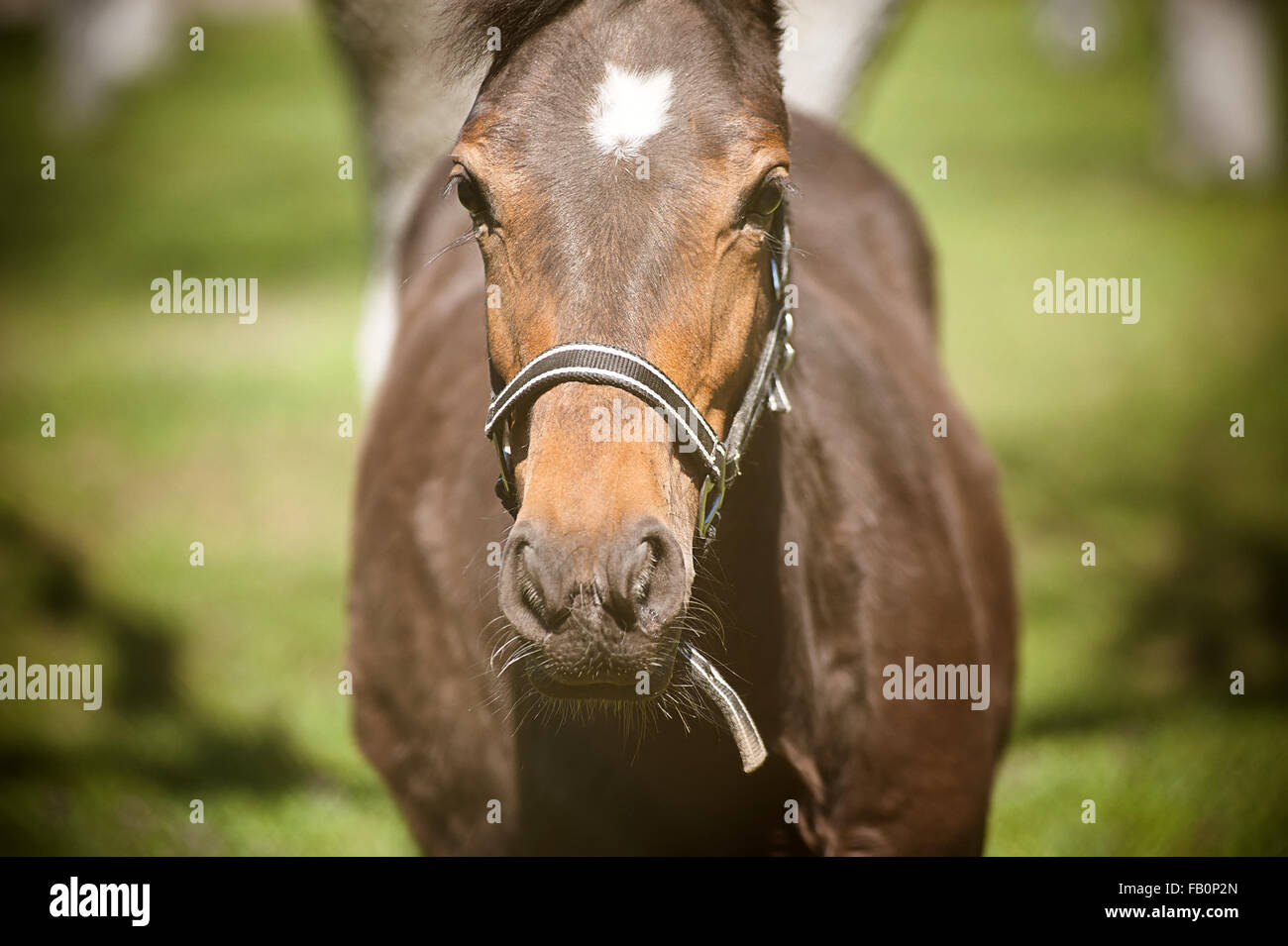 horse staring directly at the camera Stock Photo - Alamy