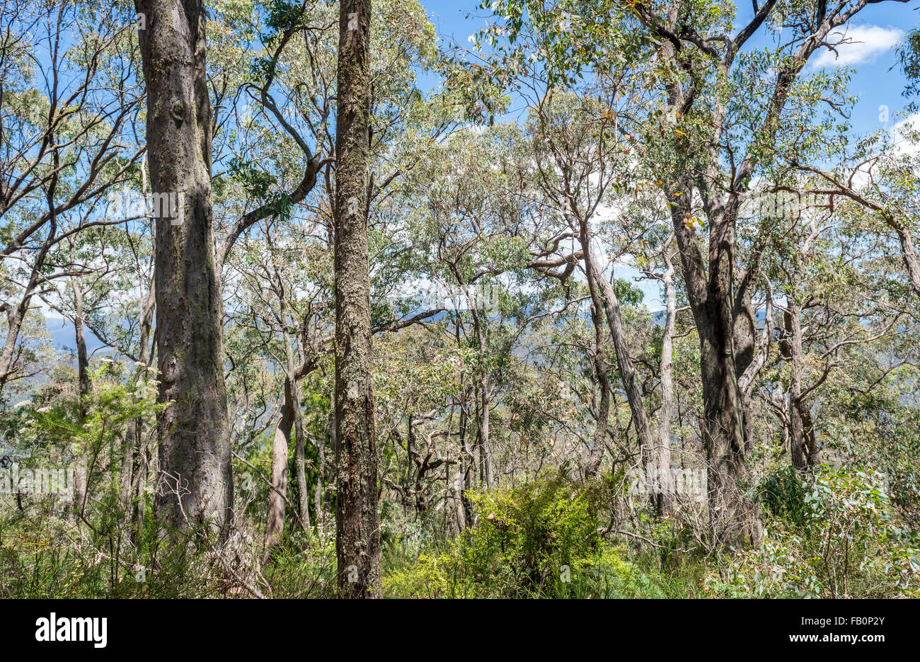 Forest in Victoria, Australia Stock Photo - Alamy