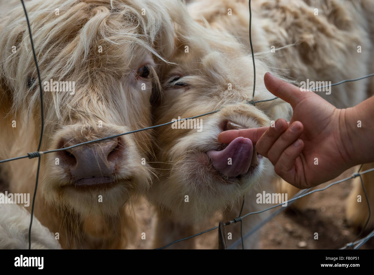 Highland Cow in Western Australia Stock Photo - Alamy
