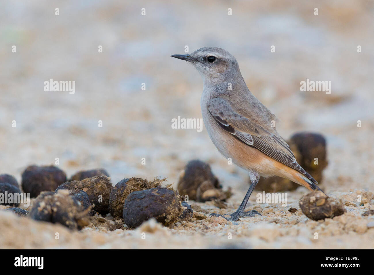Red-tailed Wheatear (Oenanthe Oenanthe chrysopygia), Standing on the ...