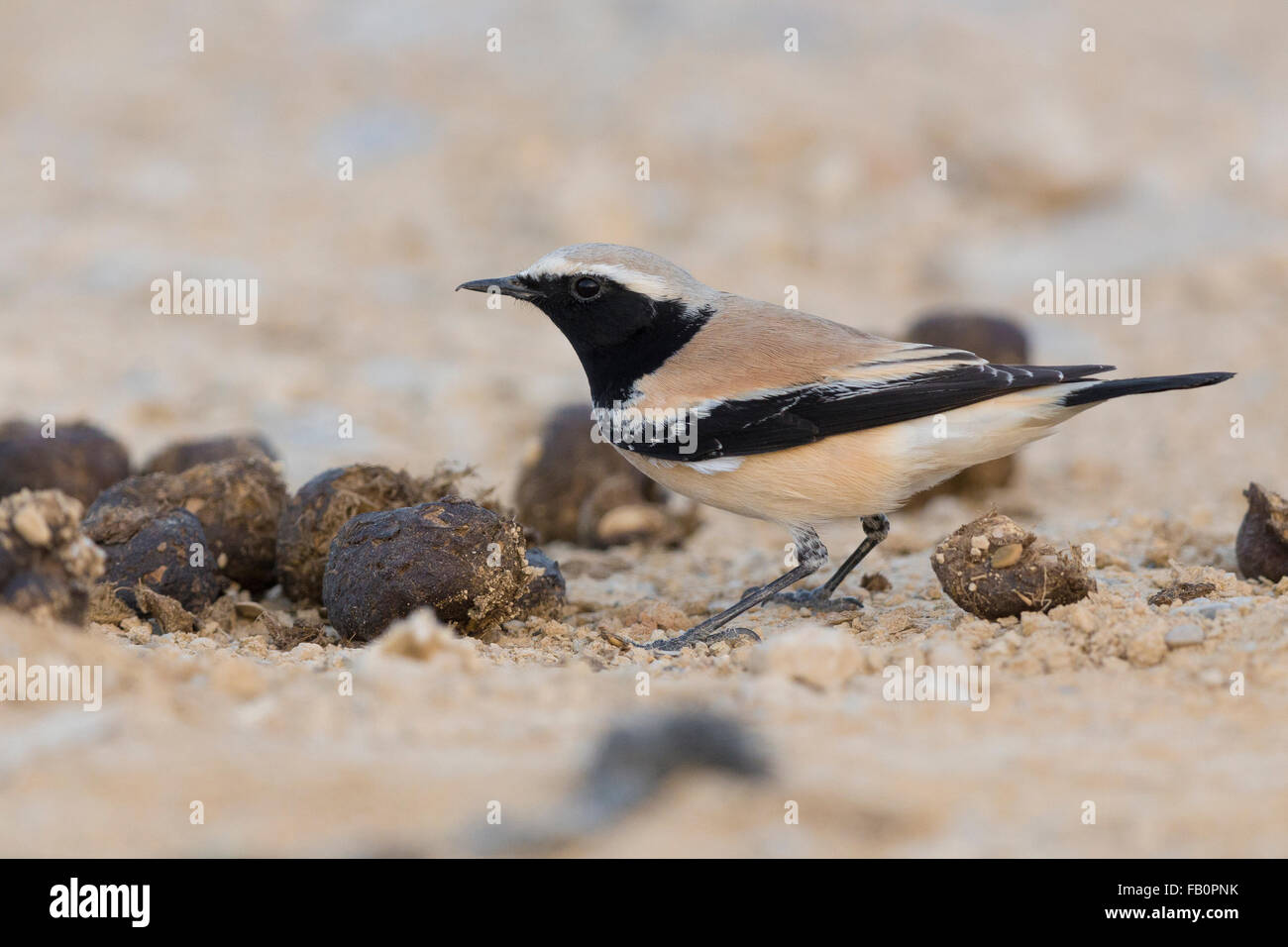 Desert Wheatear (Oenanthe deserti), Standing on the ground, Qurayyat ...