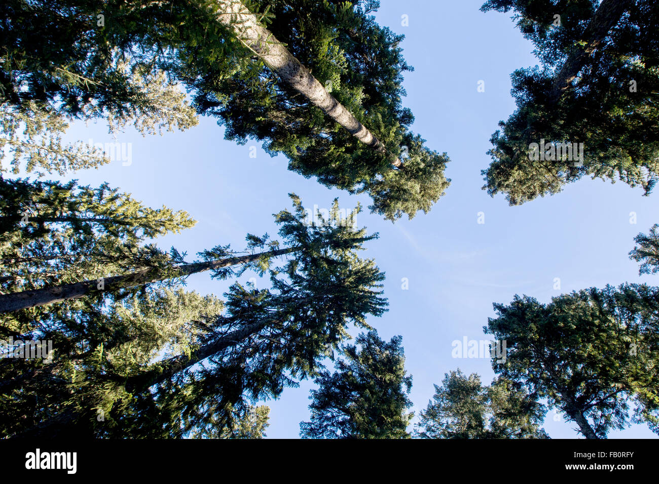 Trees and sky Stock Photo - Alamy