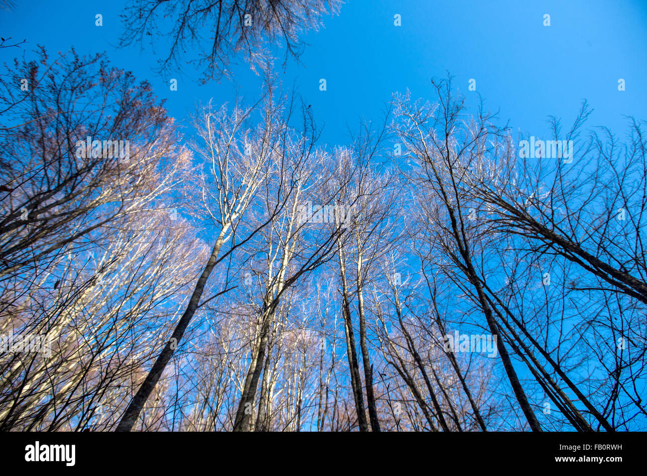 Trees and sky Stock Photo - Alamy