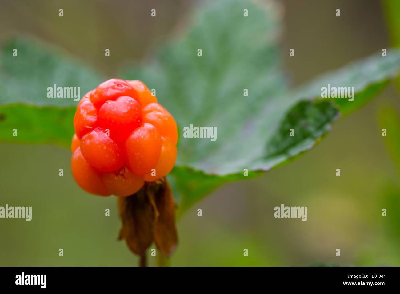 Cloud berry hi-res stock photography and images - Alamy