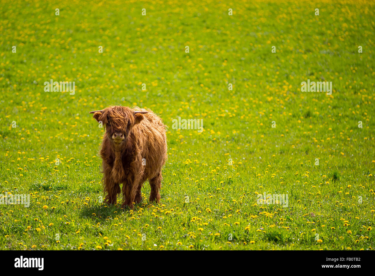 Single highland cow in summer field Stock Photo - Alamy