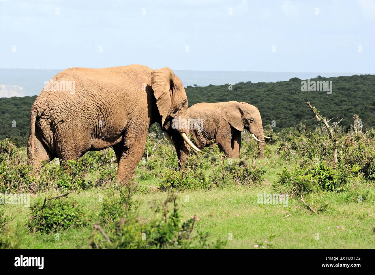 Elephants in the Addo Elephant National Park, South Africa Stock Photo ...