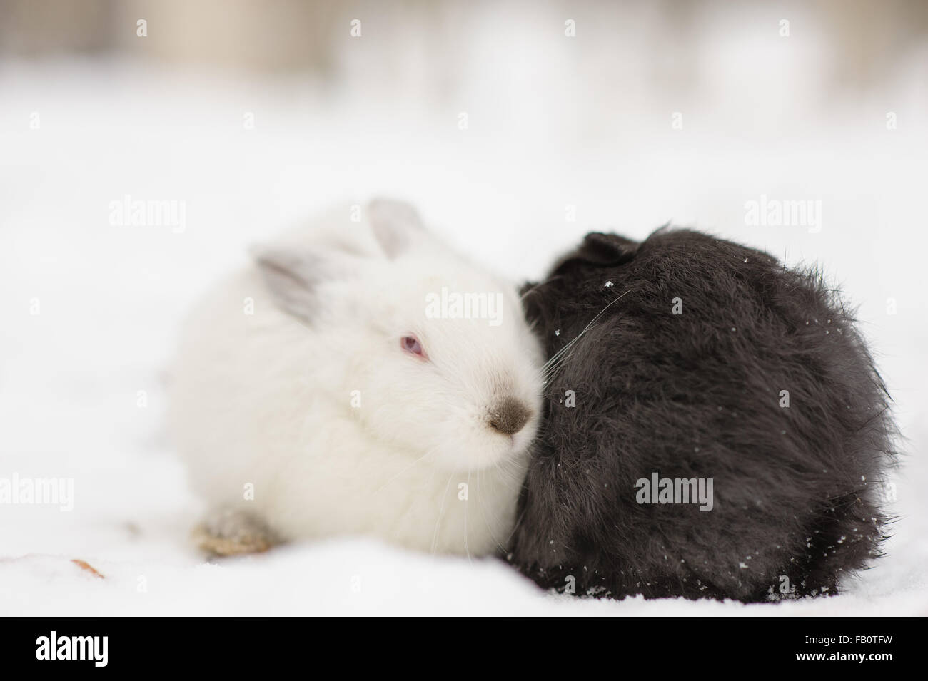 Adorable two bunnies black and white colours Stock Photo - Alamy