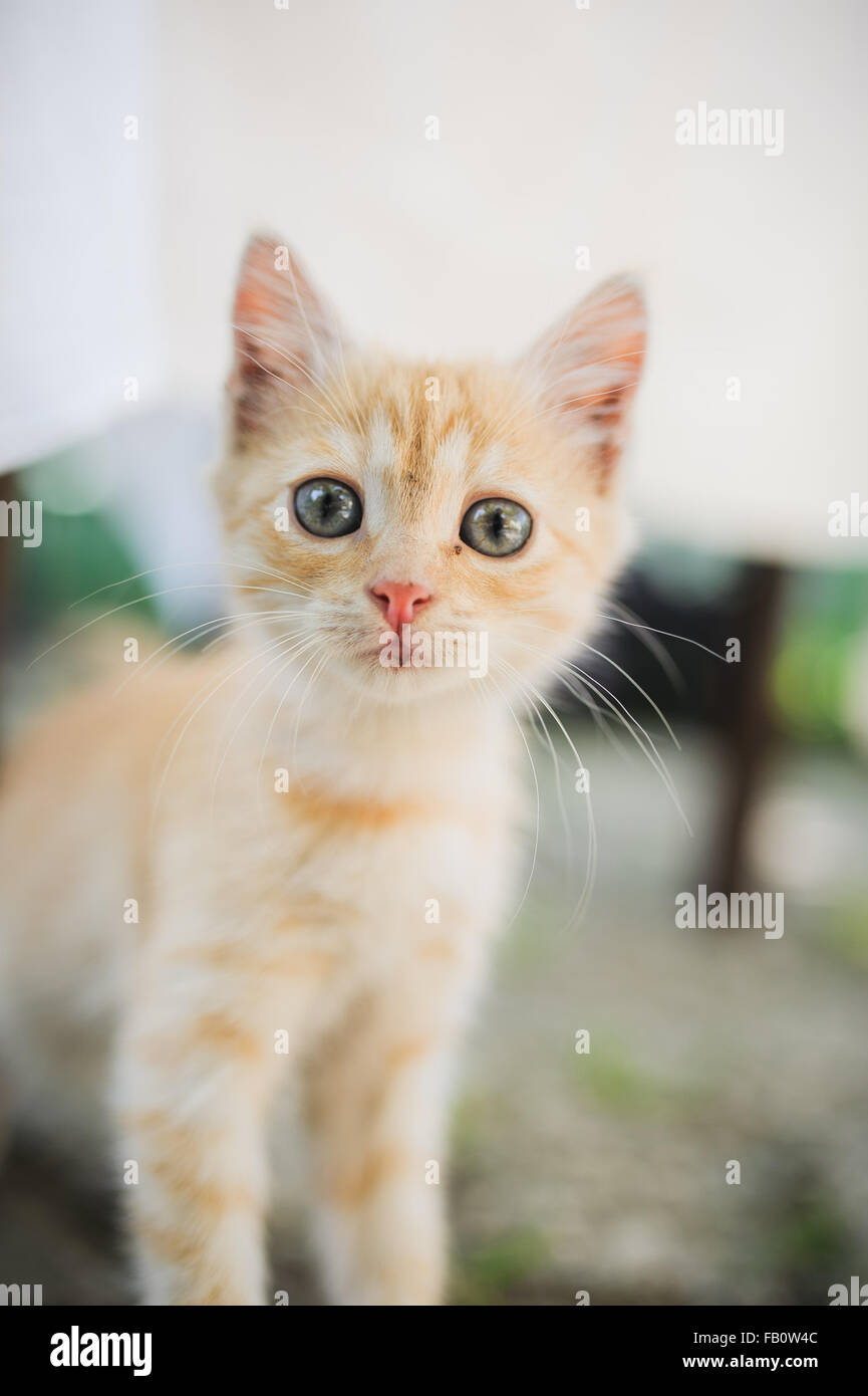 little cat is staring in front of the camera Stock Photo - Alamy