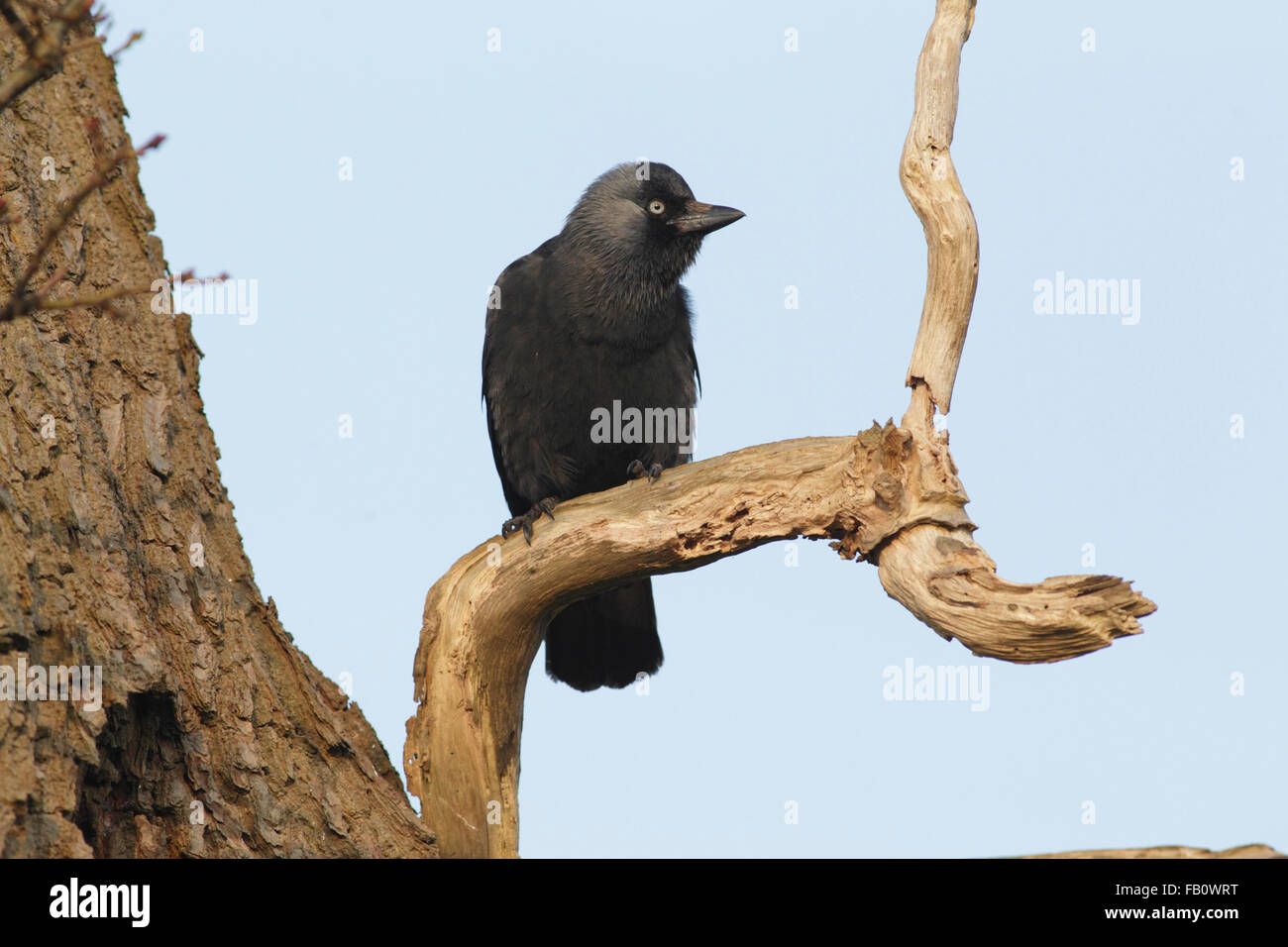 Jackdaw (Corvus monedula) adult, perched on dead branch, farmland, West ...