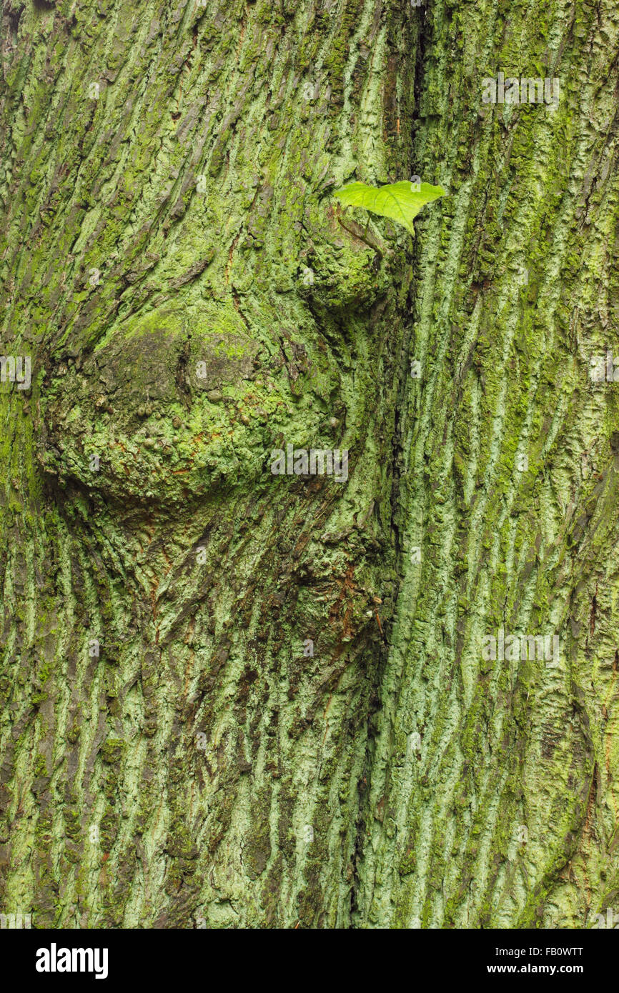 Common lime tree bark hi-res stock photography and images - Alamy