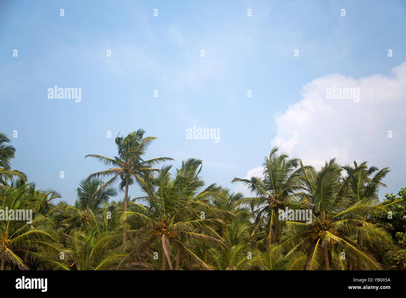 Palms on the Agonda beach at Goa, India Stock Photo - Alamy