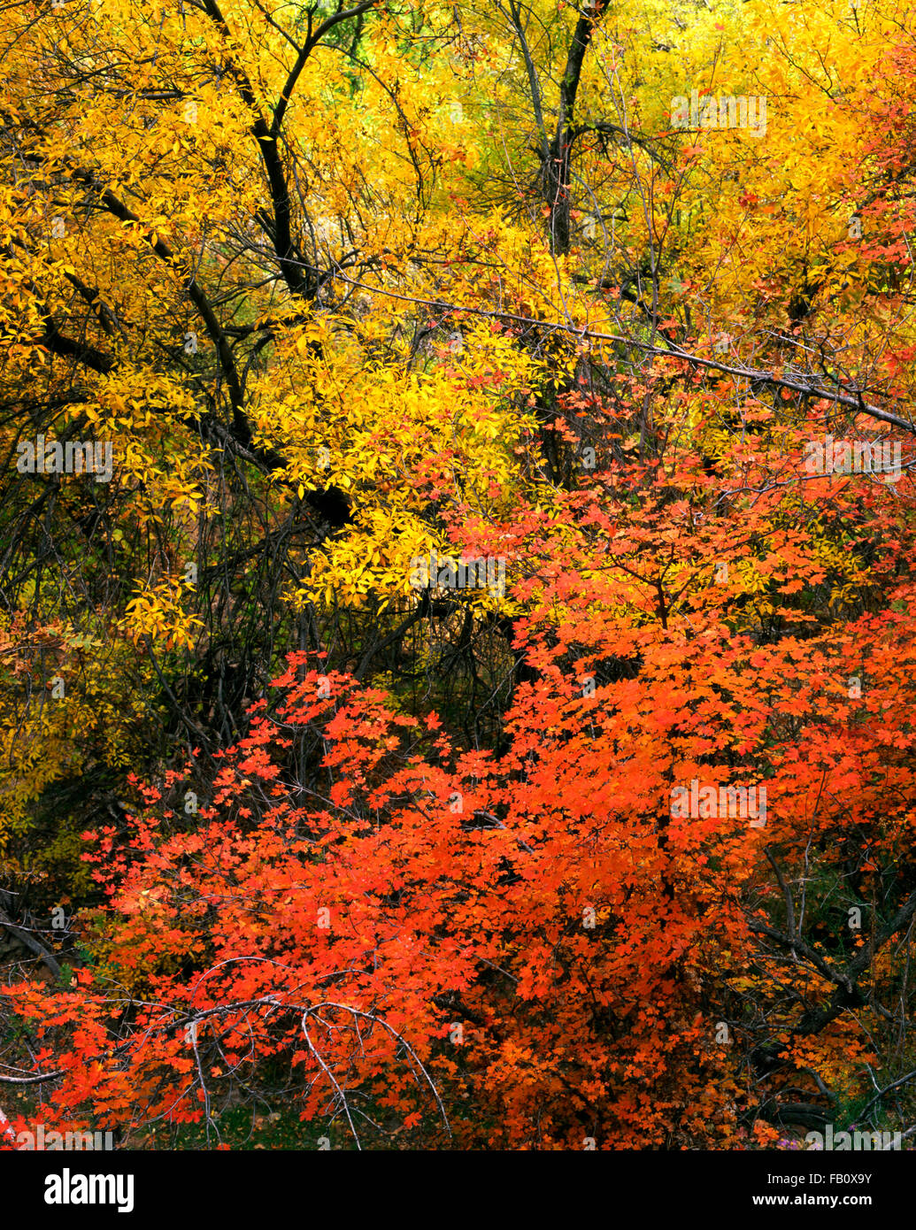 Cottonwood and Maple Trees in Fall Zion Canyon USA Stock Photo - Alamy