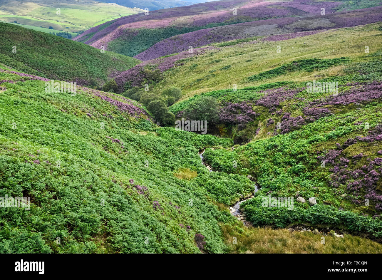 Green and purple landscape of heather and bracken at Fairbrook in the ...