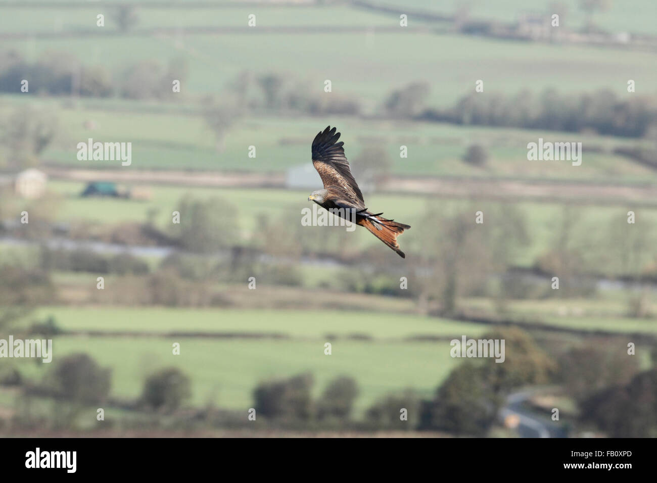 Red Kite (Milvus milvus) in flight, over valley, Otley, Yorkshire ...