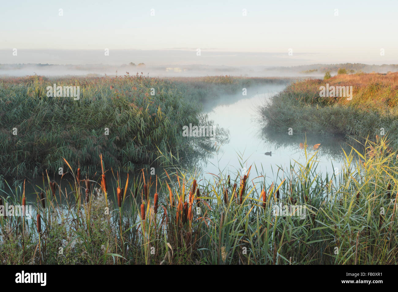 Water channel and reed beds, with low mist at dawn St. Aidans Reserve ...