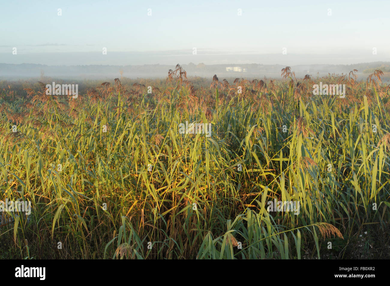 Extensive reed beds with low lying mist at dawn, St. Aidans RSPB ...