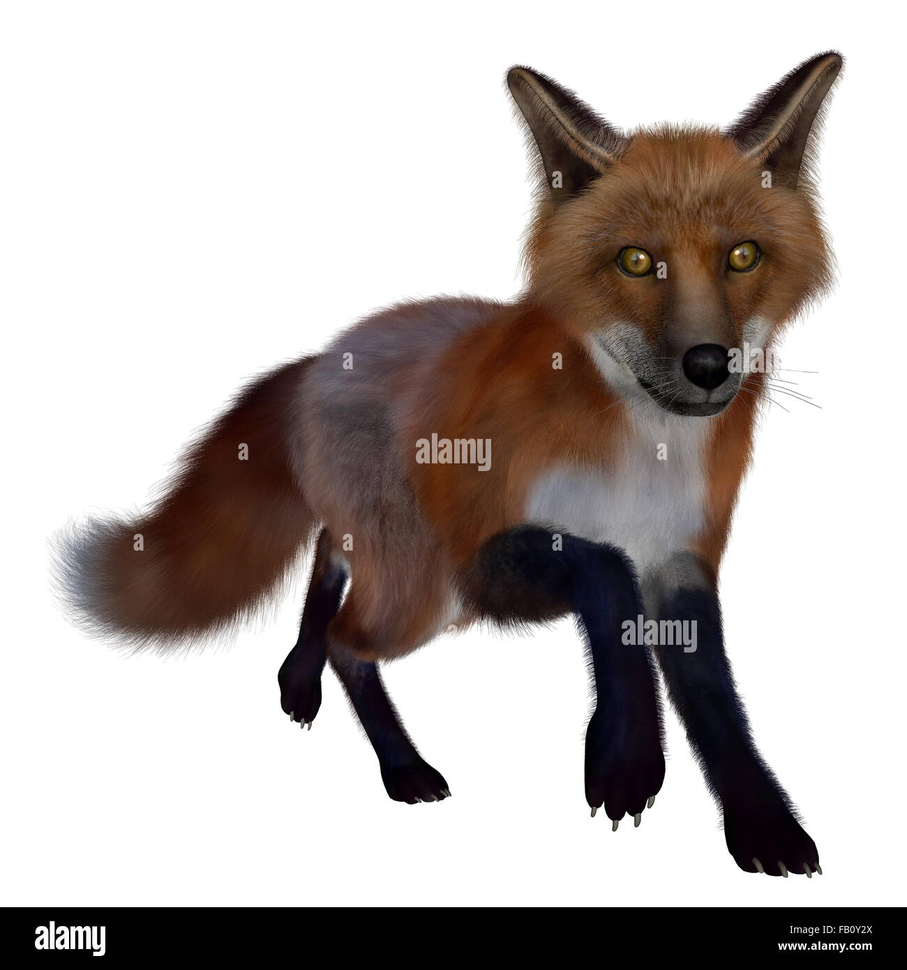 Red fox running isolated in white background - 3D render Stock Photo ...
