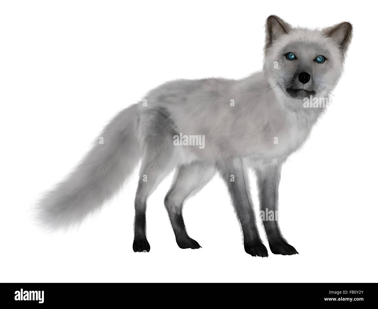 White fox standing isolated in white background - 3D render Stock Photo ...