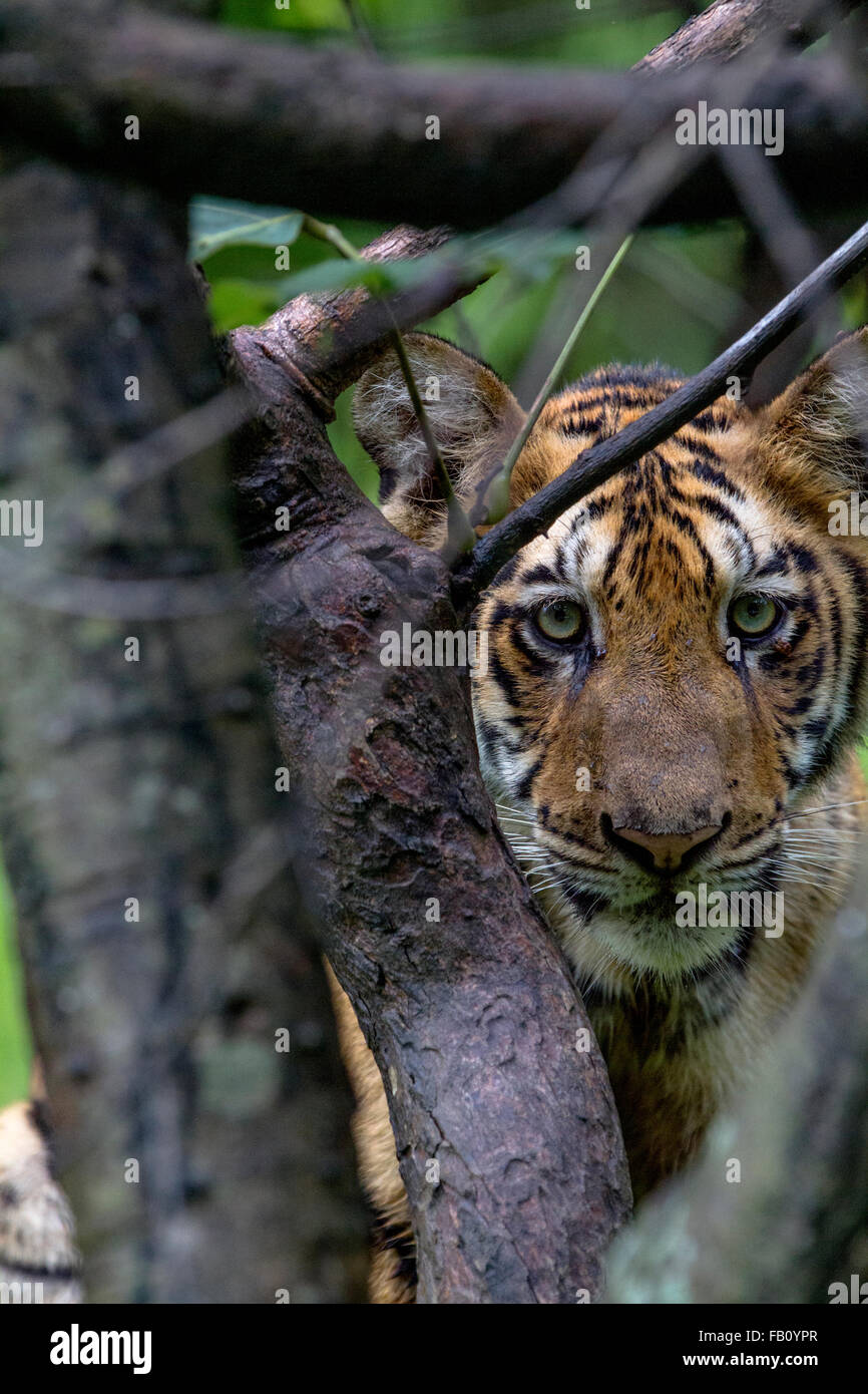 Tiger cub at Tadoba National Park Stock Photo - Alamy