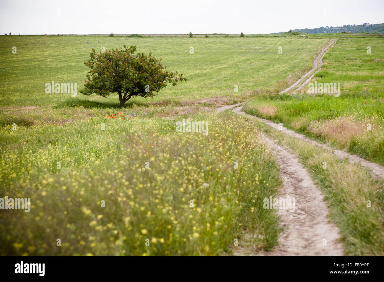Landscape on summer hi-res stock photography and images - Alamy