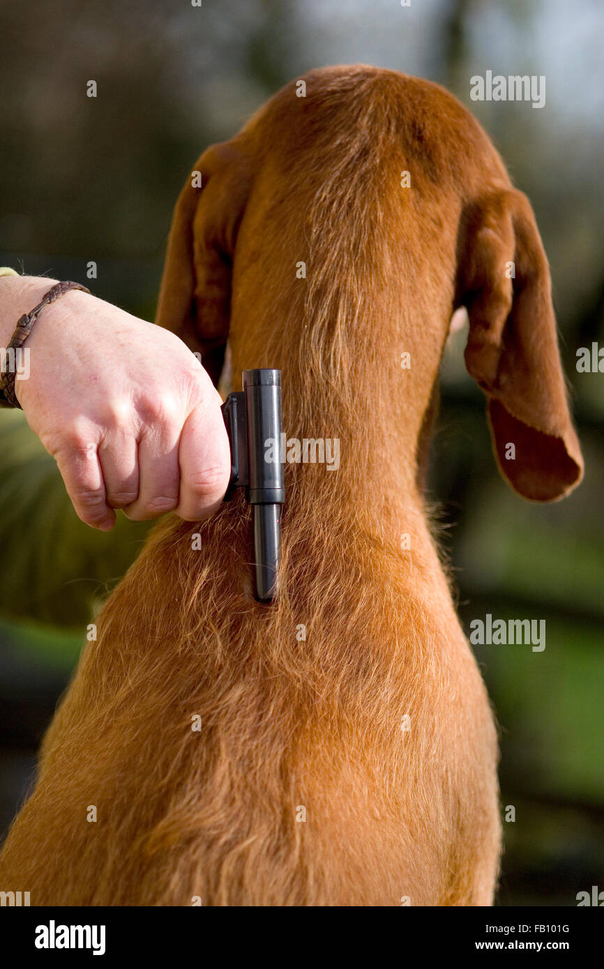 Microchipping pet hi-res stock photography and images - Alamy