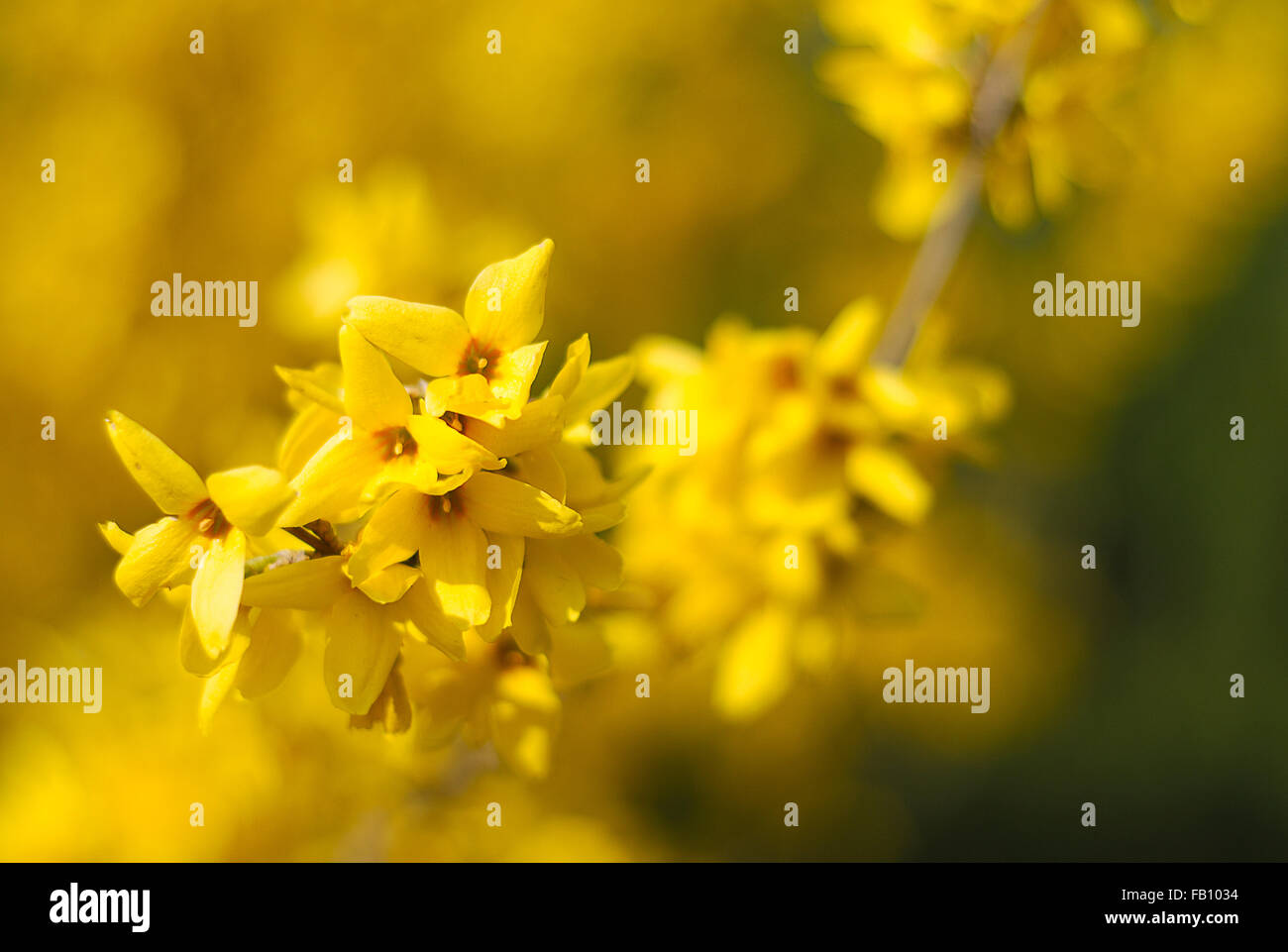 Beautiful Floral Border yellow Flower design for decor Stock Photo - Alamy
