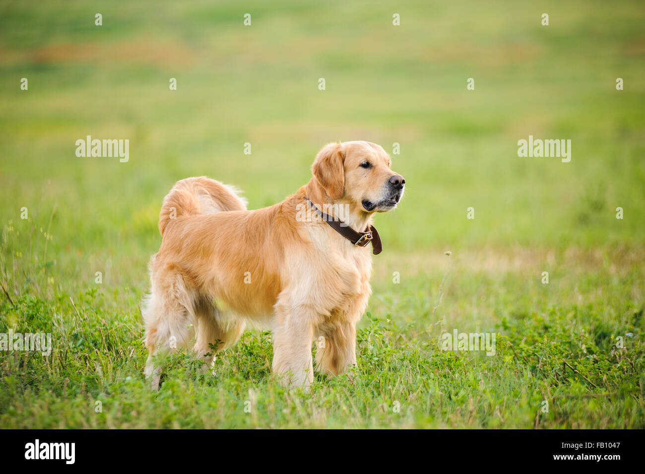 Labrador retriever, staying in front of grass background Stock Photo ...