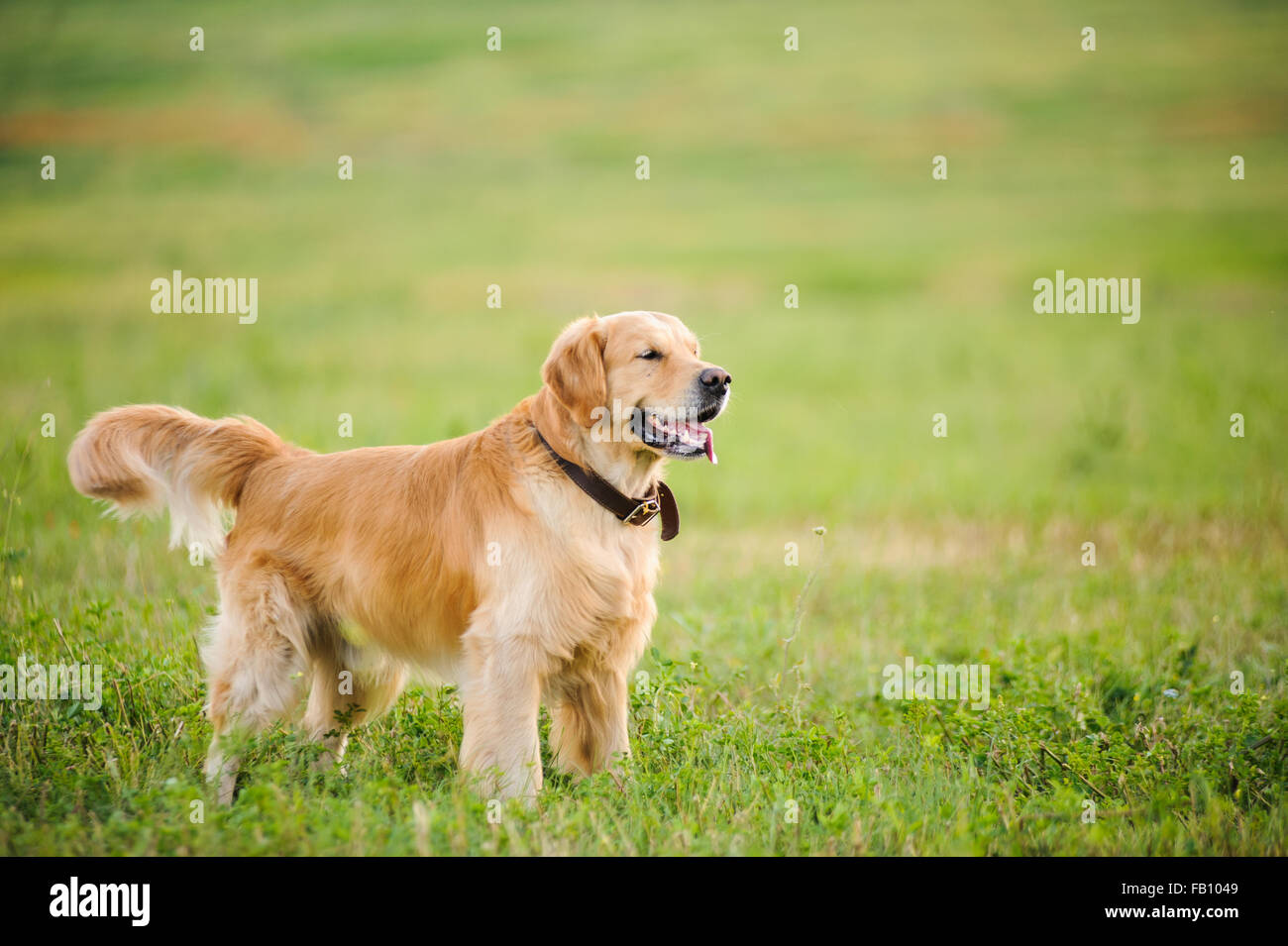 Labrador retriever, staying in front of grass background Stock Photo ...
