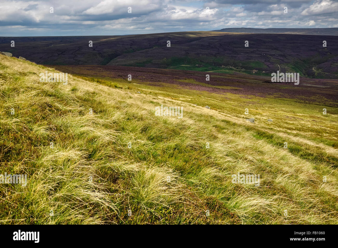 Windblown Moorland Grasses Below Fairbrook Naze In The Peak District Derbyshire View To