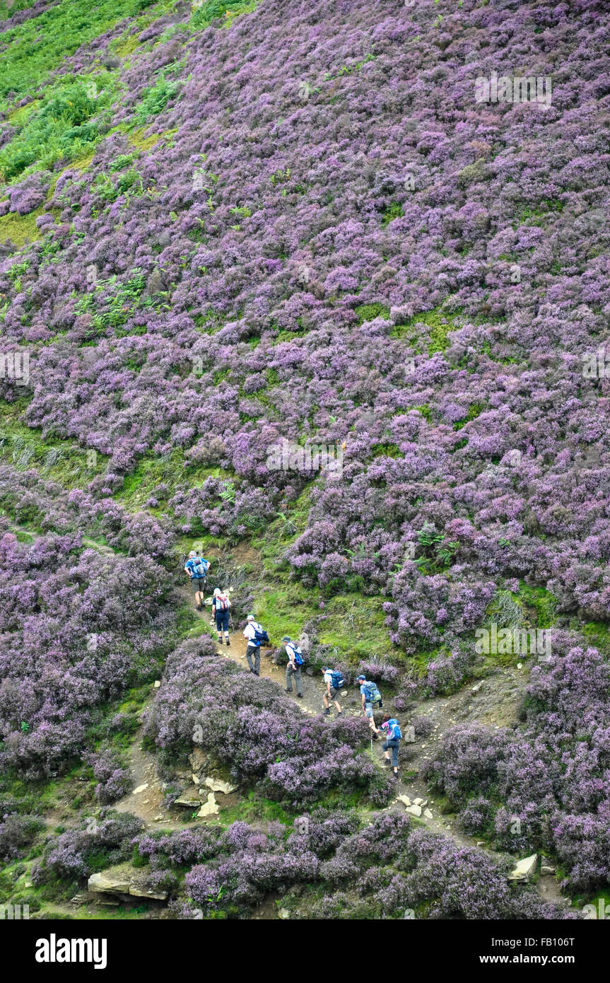 Heather covered hillside hi-res stock photography and images - Alamy