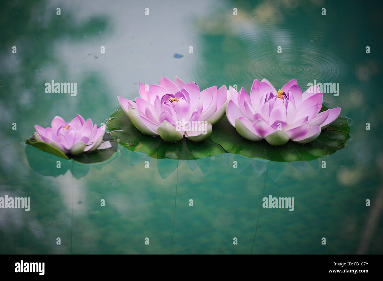 Beautiful Floral Border Flower design for decor Stock Photo - Alamy