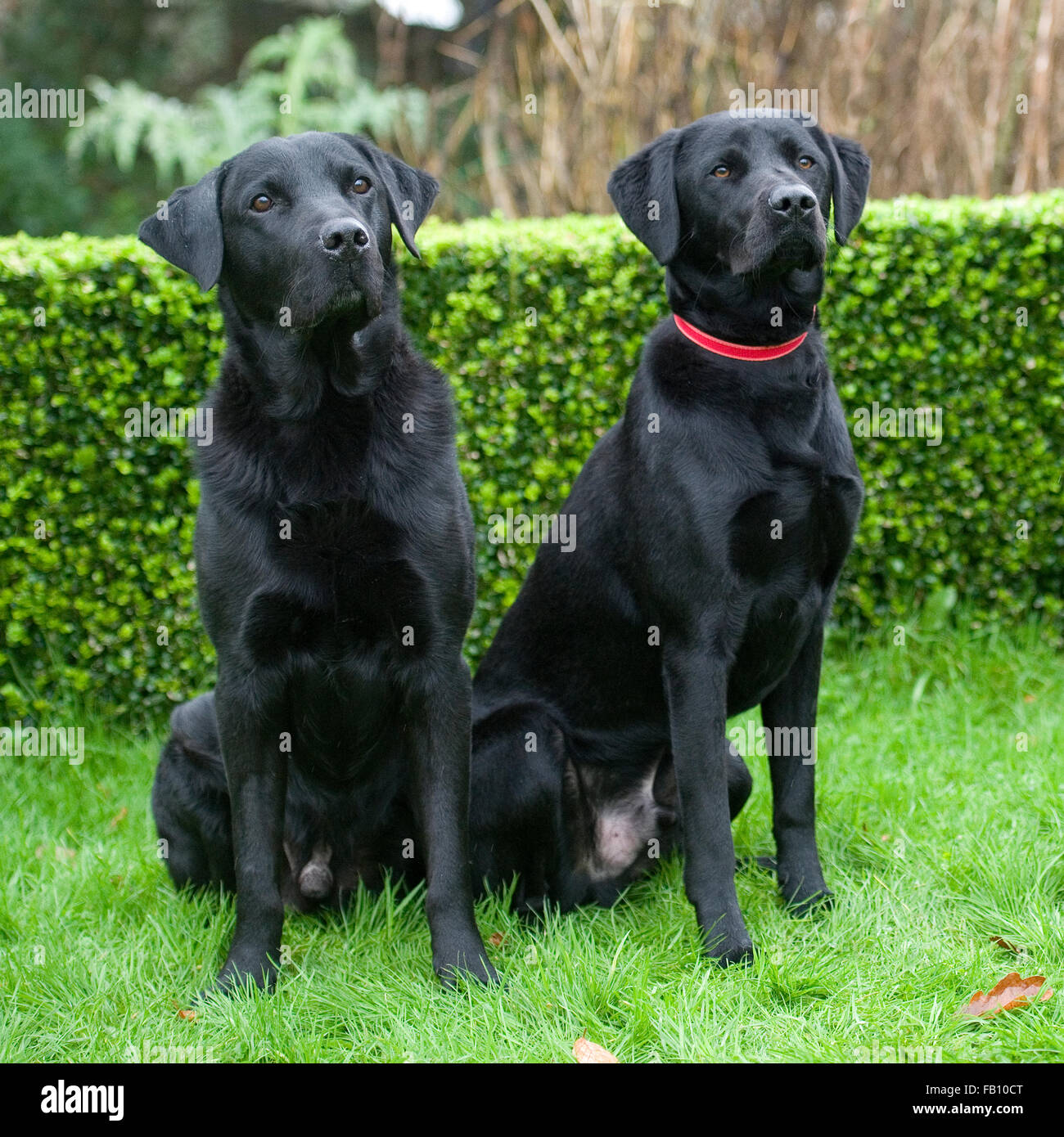 black labrador retrievers, sitting Stock Photo - Alamy