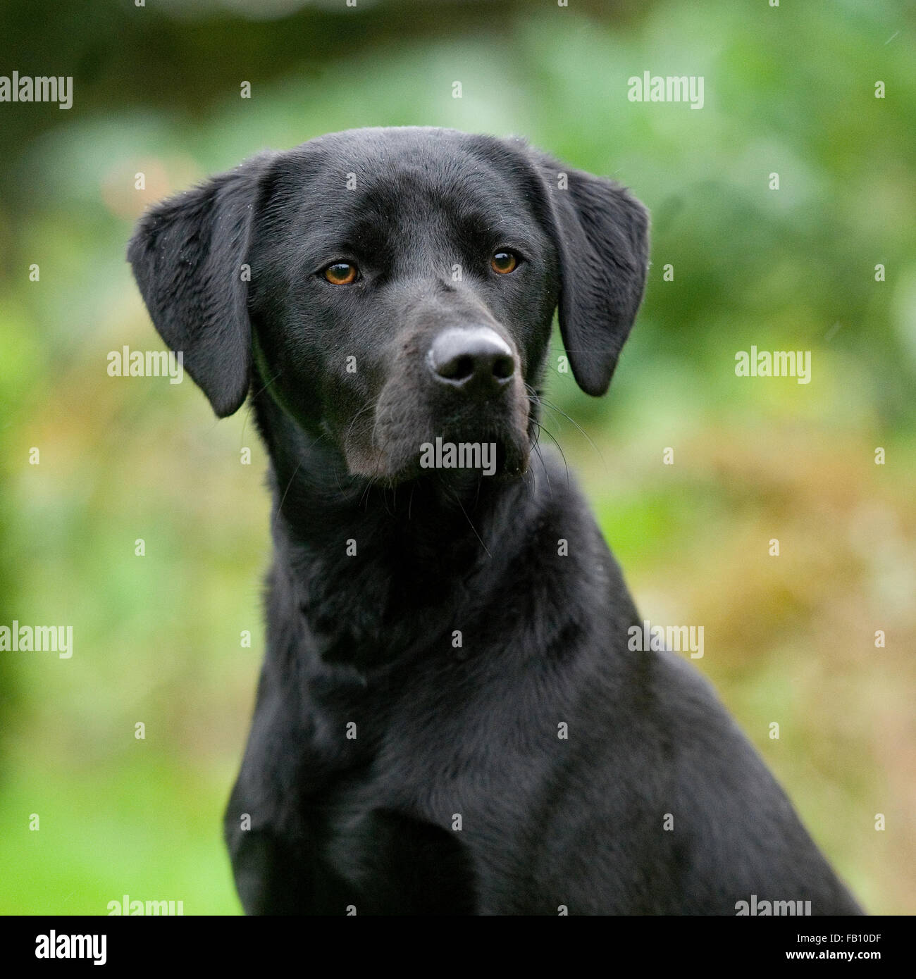 Happy Black Labrador Retrievers High Resolution Stock Photography and ...