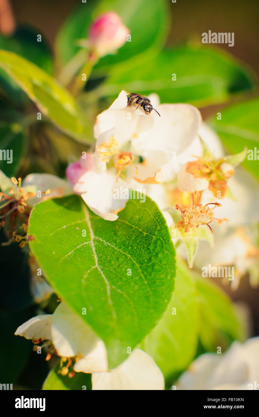 bee on Blossom tree over nature background/ Spring flowers Stock Photo ...