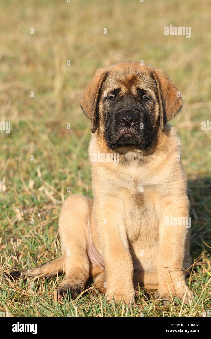 sitting Old English Mastiff Puppy Stock Photo - Alamy
