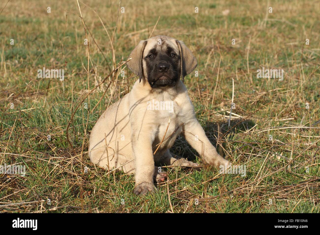 sitting Old English Mastiff Puppy Stock Photo - Alamy