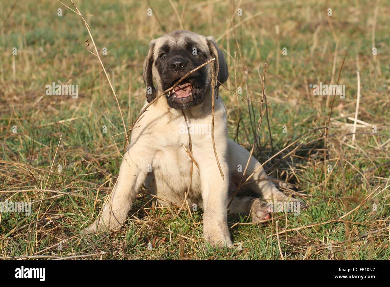 sitting Old English Mastiff Puppy Stock Photo - Alamy